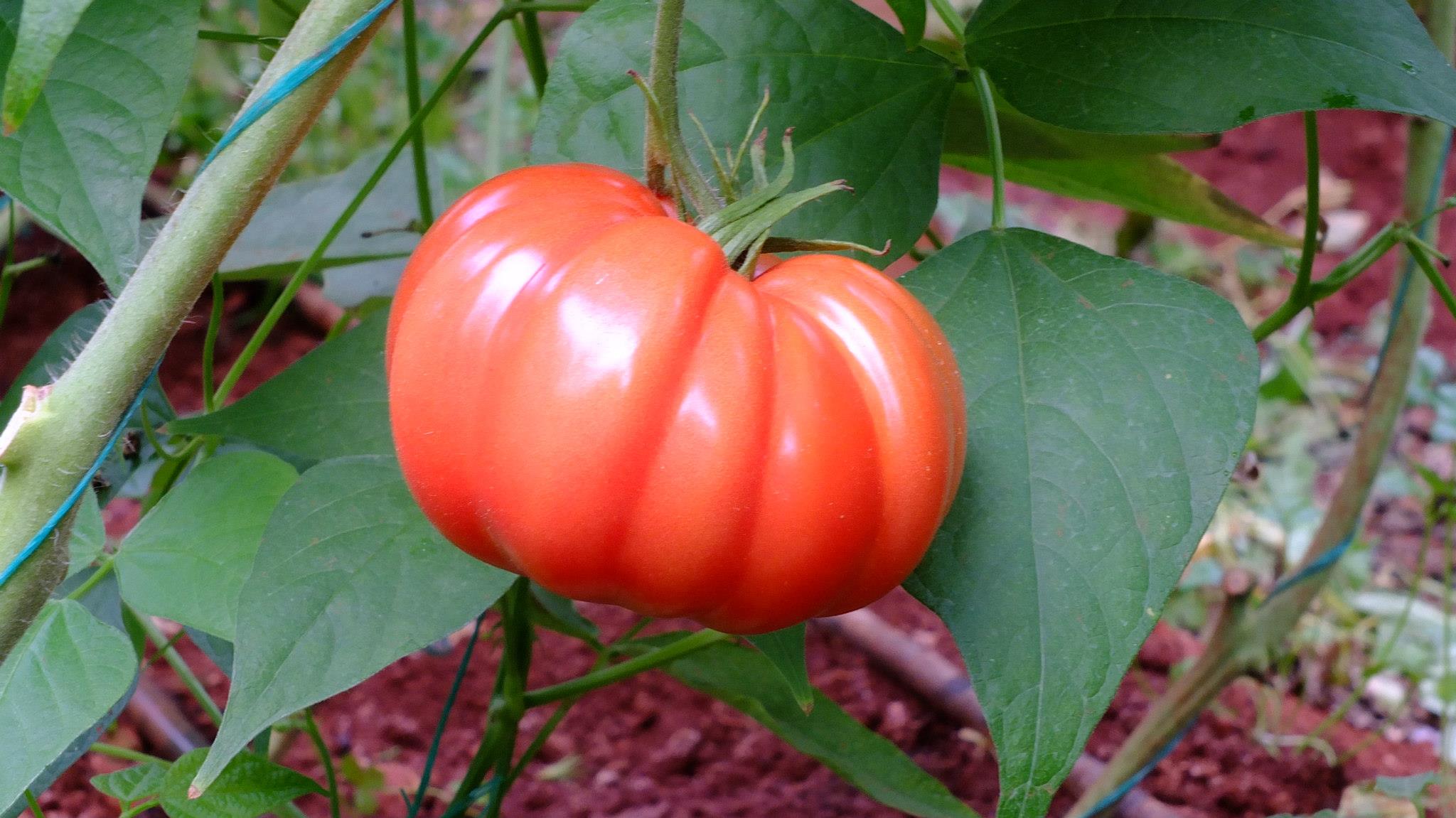 En popüler domatesler | tarlasera